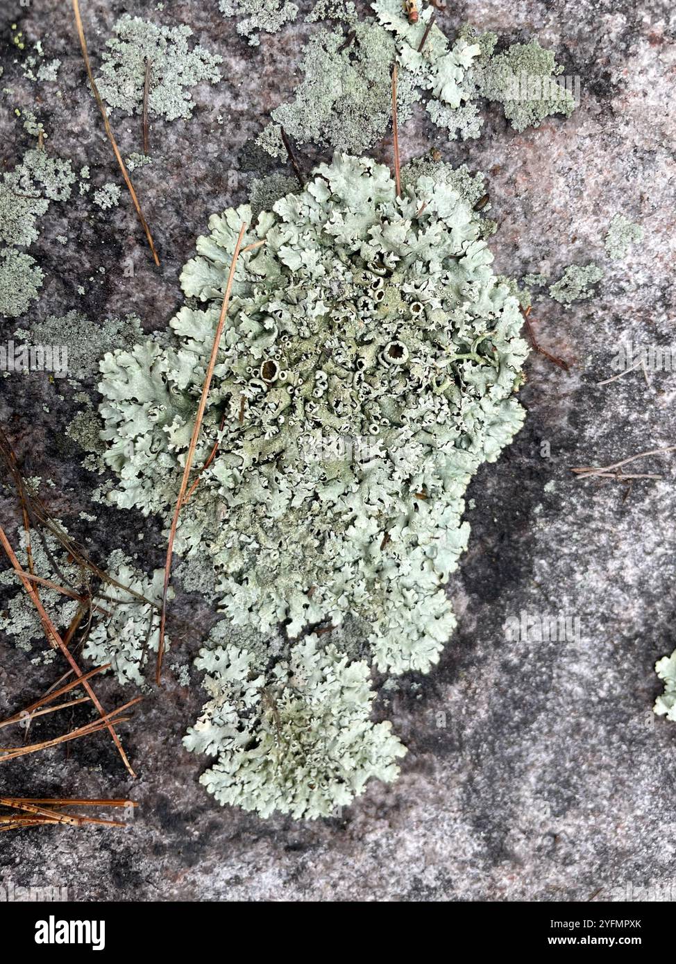 common greenshield lichen (Flavoparmelia caperata Stock Photo - Alamy