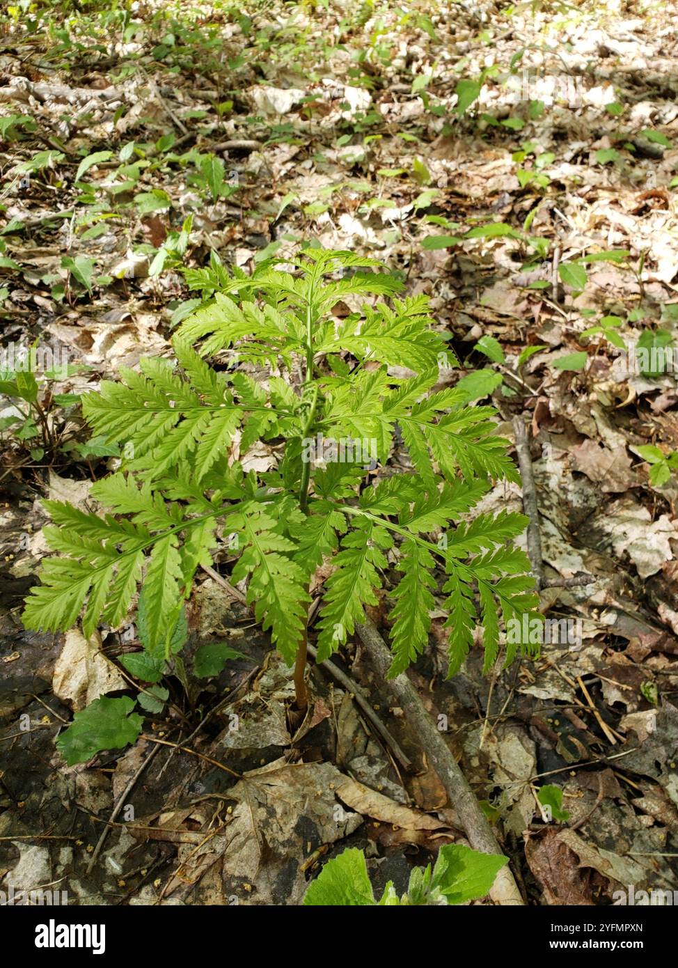 rattlesnake fern (Botrypus virginianus Stock Photo - Alamy