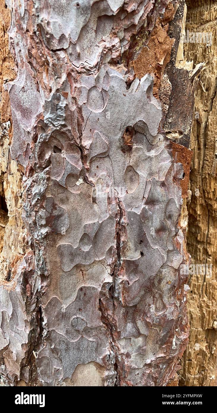 red pine (Pinus resinosa Stock Photo - Alamy