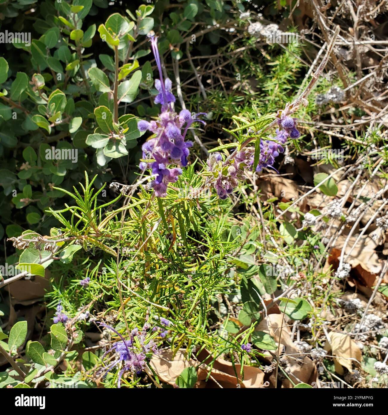 woolly bluecurls (Trichostema lanatum Stock Photo - Alamy