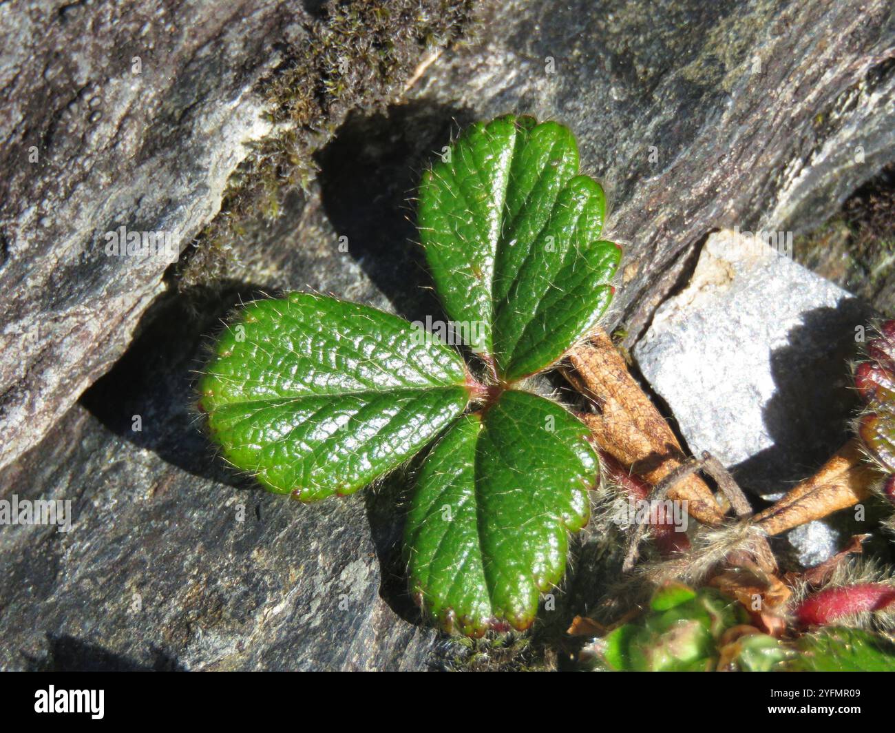 beach strawberry (Fragaria chiloensis Stock Photo - Alamy