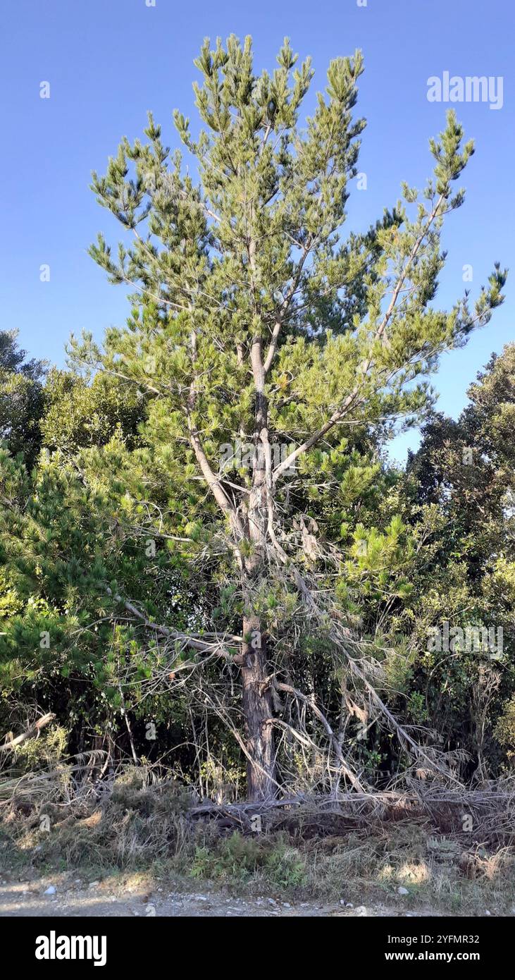 Monterey pine (Pinus radiata Stock Photo - Alamy