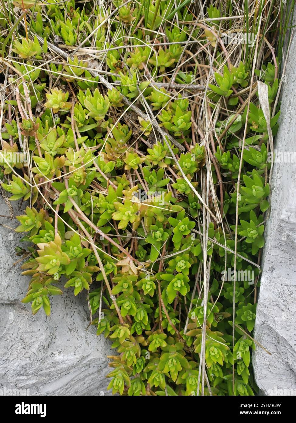 Stringy Stonecrop (Sedum sarmentosum Stock Photo - Alamy