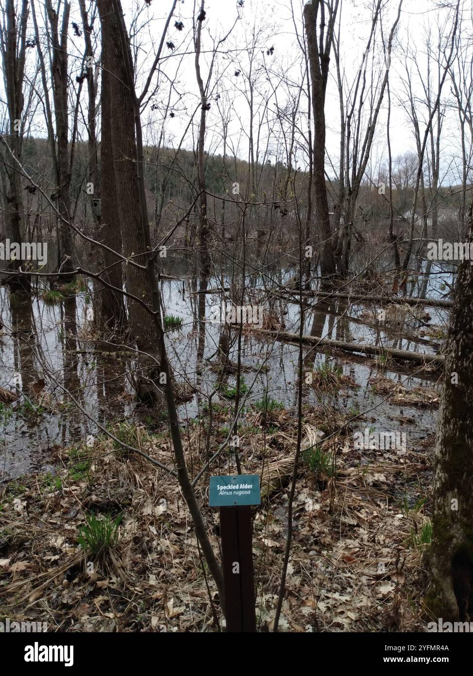 swamp alder (Alnus incana rugosa Stock Photo - Alamy