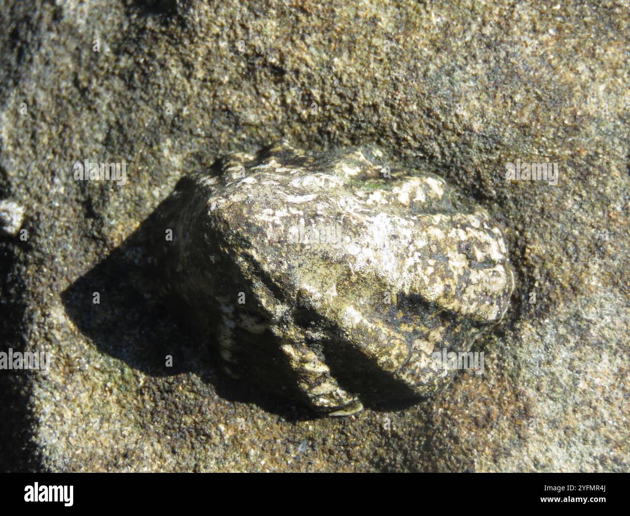 Fingered Limpet (Lottia digitalis Stock Photo - Alamy