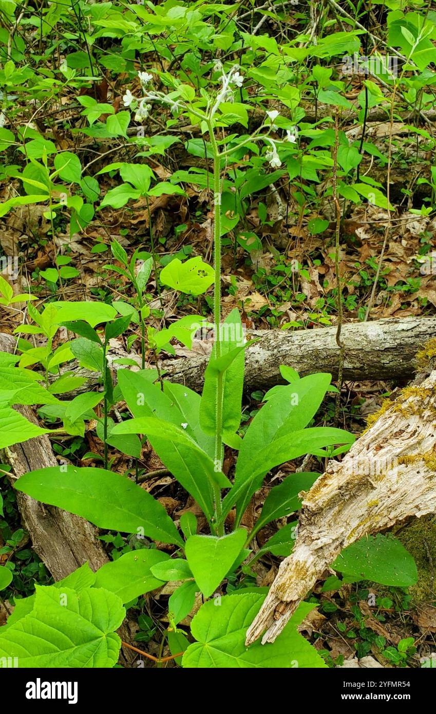 wild comfrey (Andersonglossum virginianum Stock Photo - Alamy