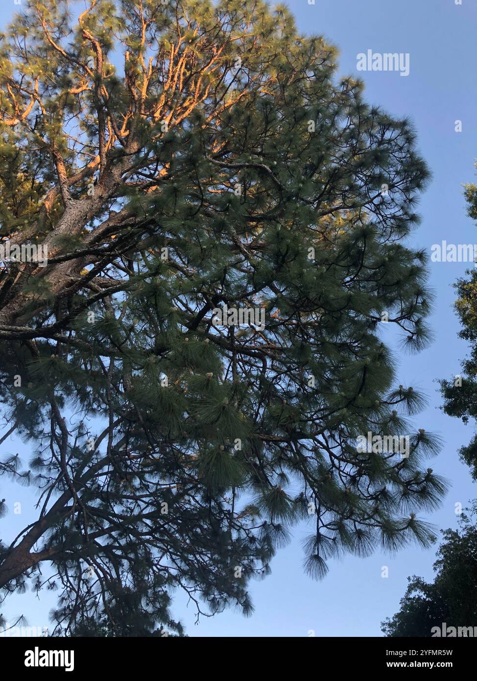 longleaf pine (Pinus palustris Stock Photo - Alamy