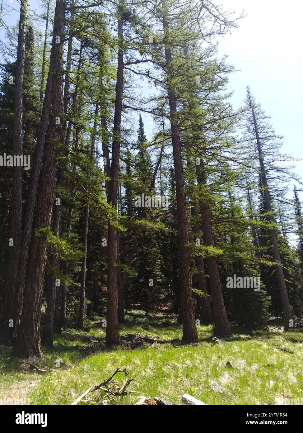 western larch (Larix occidentalis Stock Photo - Alamy