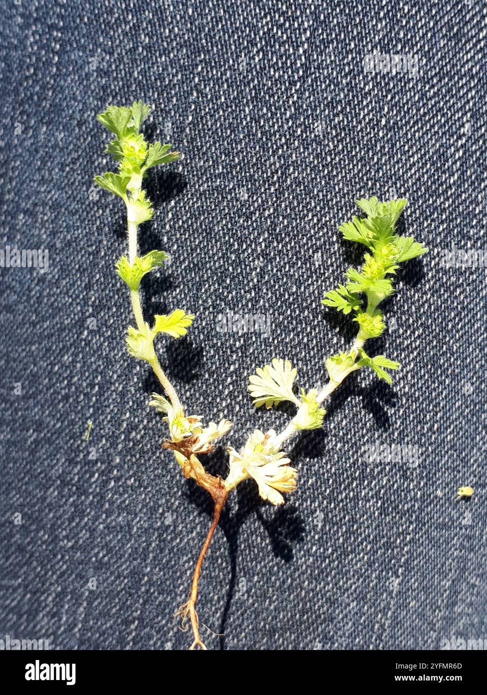 Field Parsley Piert (Alchemilla arvensis Stock Photo - Alamy