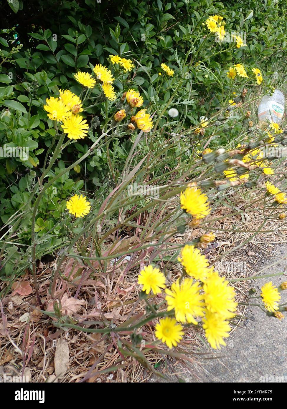 Beaked hawksbeard hi-res stock photography and images - Alamy