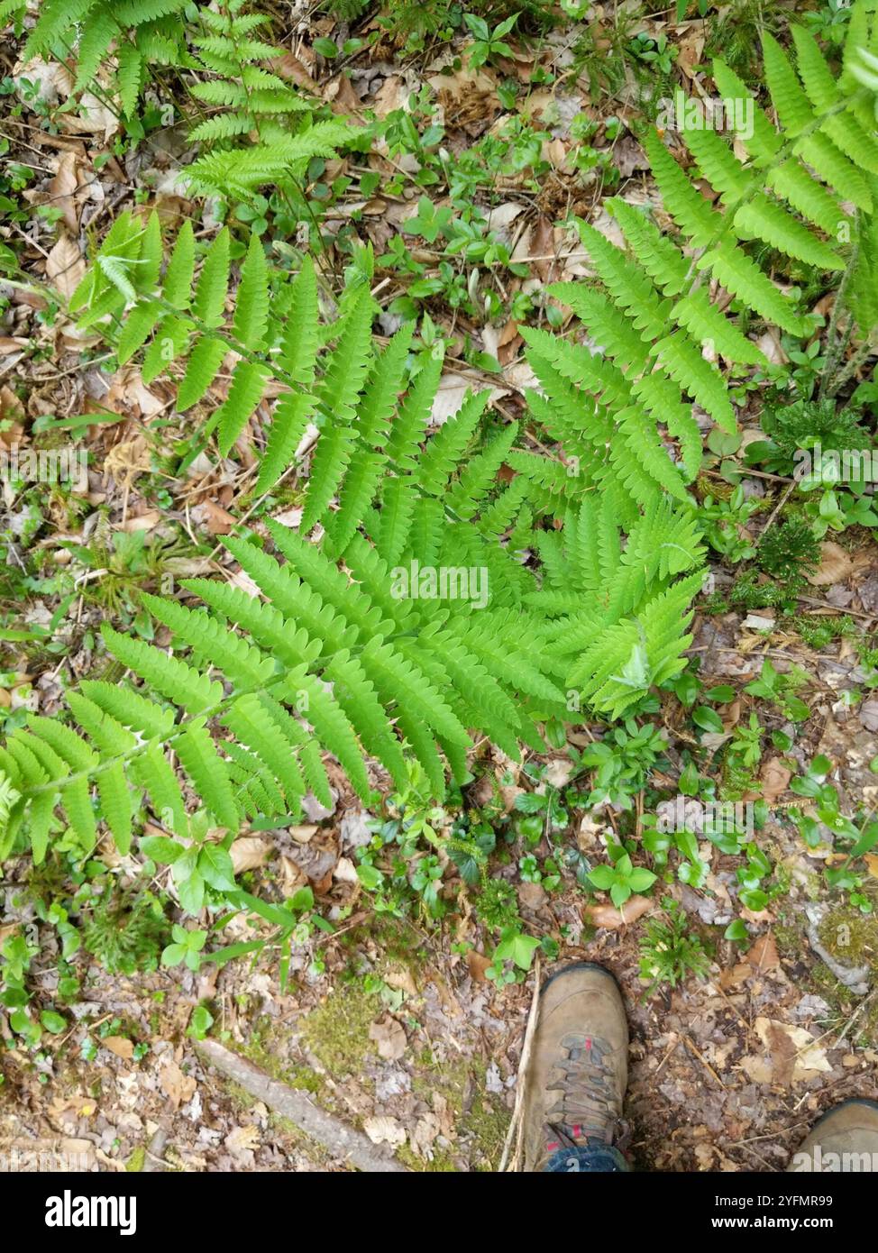 cinnamon fern (Osmundastrum cinnamomeum Stock Photo - Alamy
