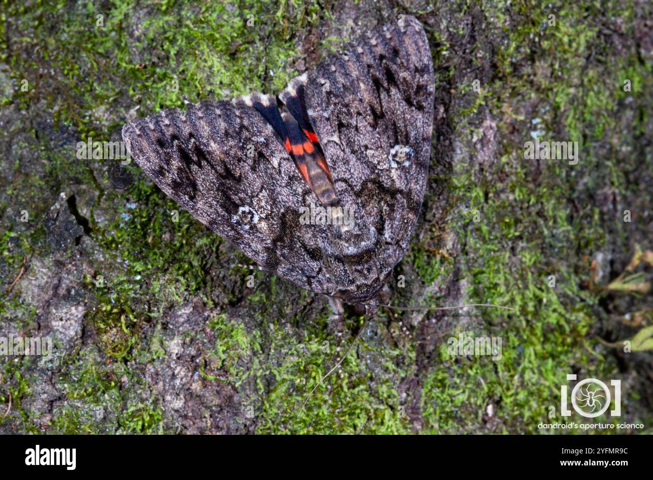 Ilia and Umber Underwings (Catocala ilia-complex Stock Photo - Alamy