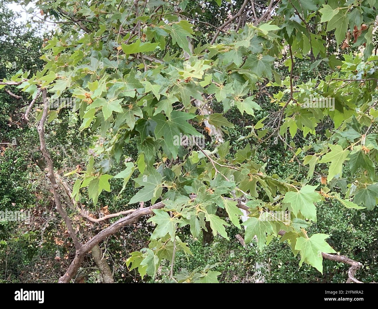 western sycamore (Platanus racemosa Stock Photo - Alamy
