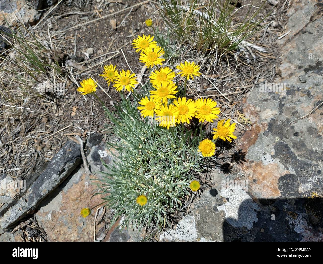 Desert Yellow Fleabane (Erigeron linearis Stock Photo - Alamy