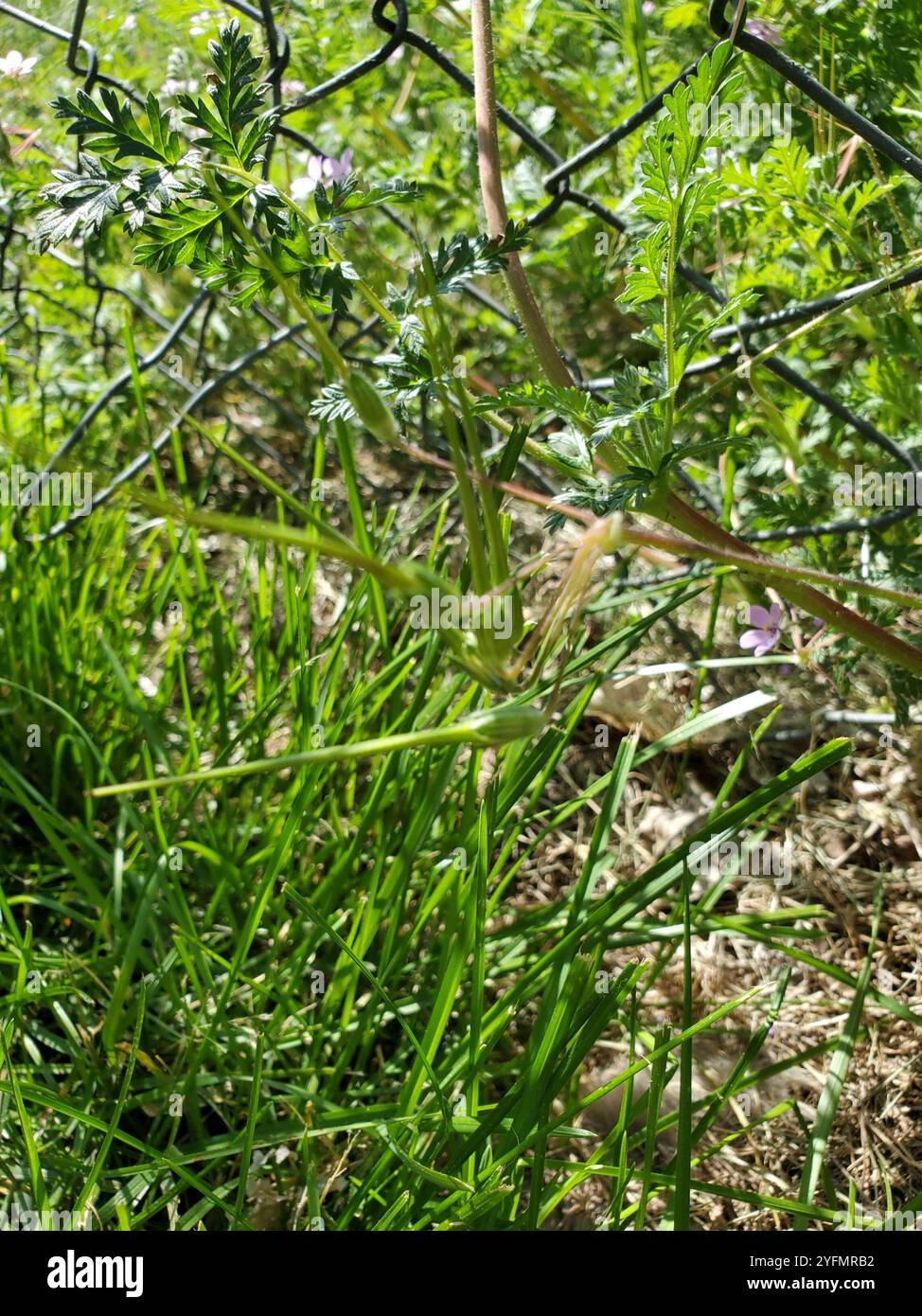 Redstem Stork's-bill (Erodium cicutarium Stock Photo - Alamy