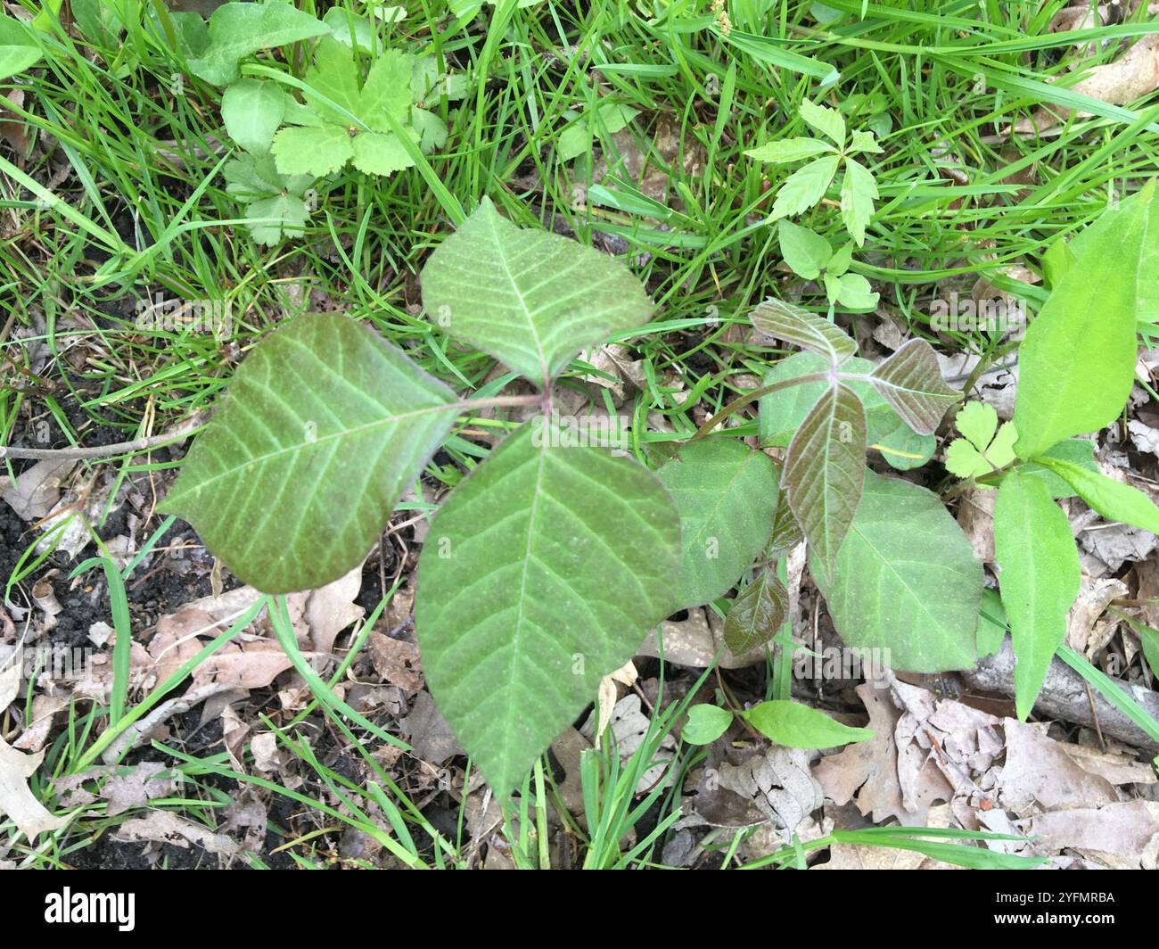 eastern poison ivy (Toxicodendron radicans Stock Photo - Alamy