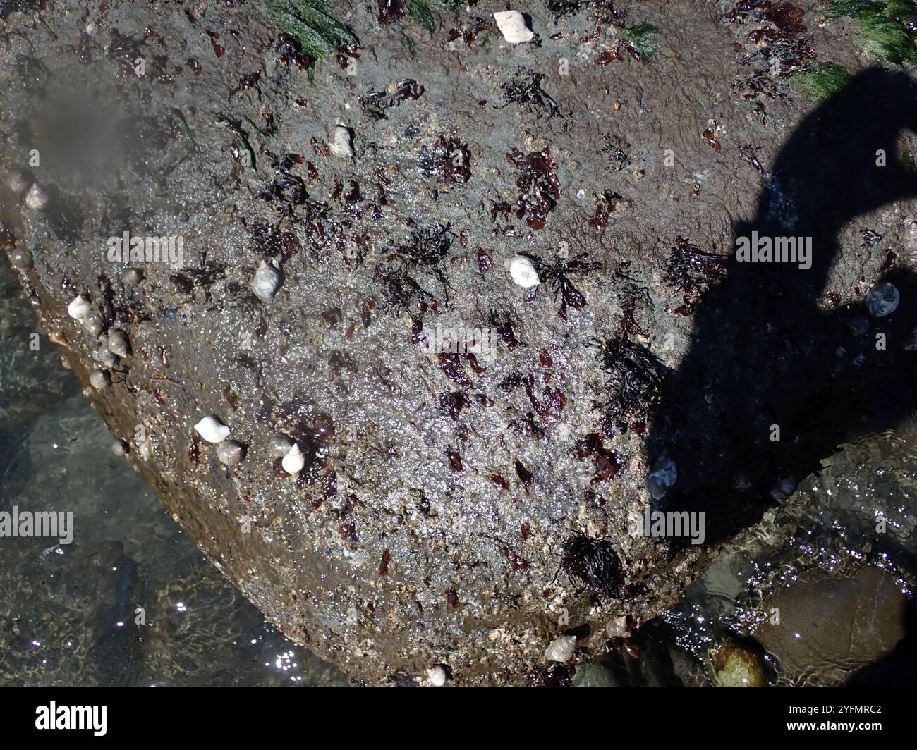 encrusting red algae (Mastocarpus Stock Photo - Alamy