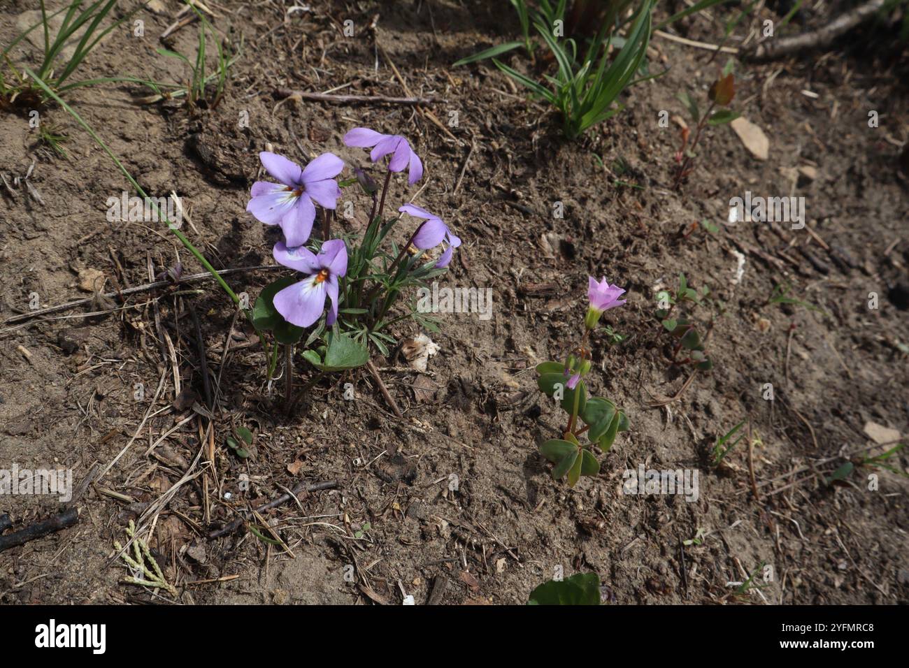 Birds foot violet hi-res stock photography and images - Alamy