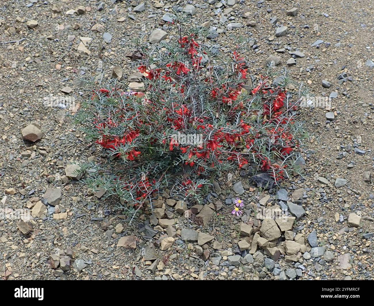 cancer bush (Lessertia frutescens Stock Photo - Alamy
