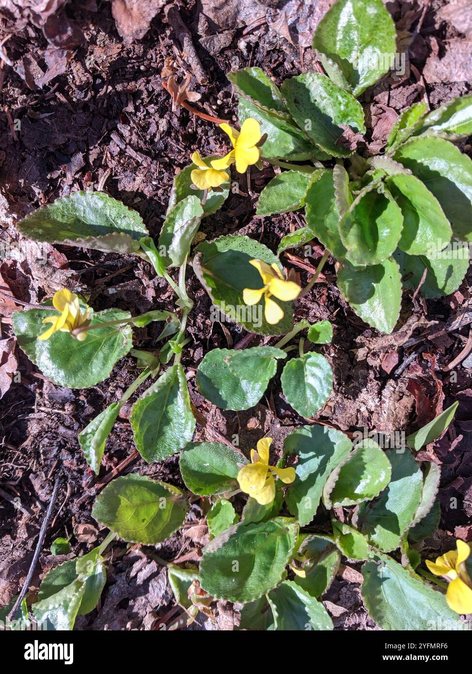 Round-leaved Violet (Viola rotundifolia Stock Photo - Alamy