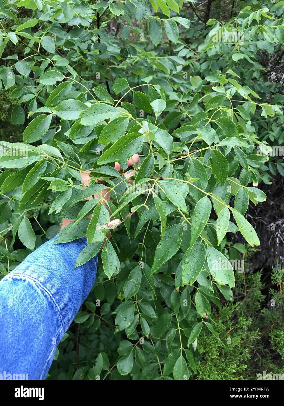 Texas ash (Fraxinus albicans Stock Photo - Alamy
