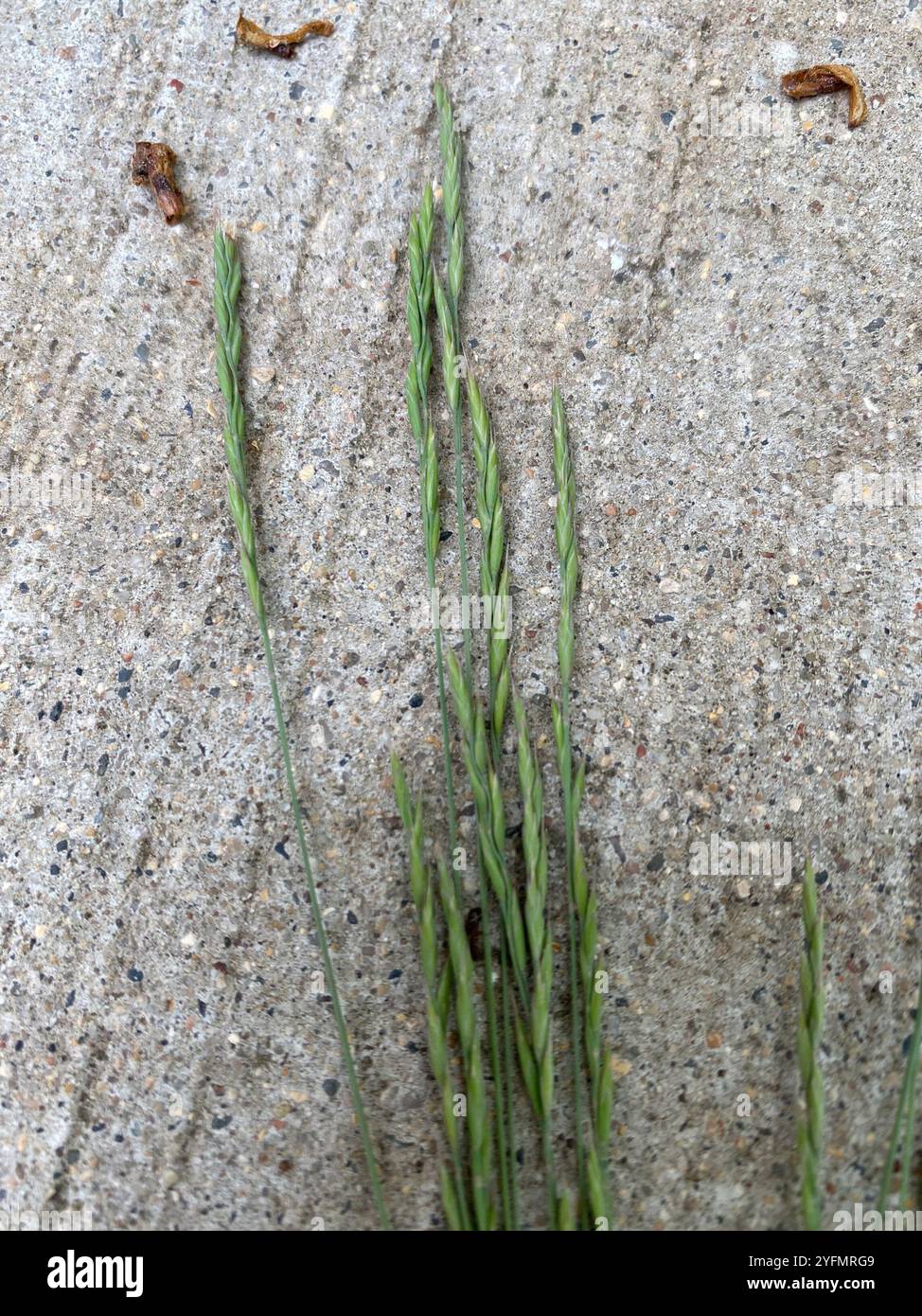 Canada bluegrass (Poa compressa Stock Photo - Alamy