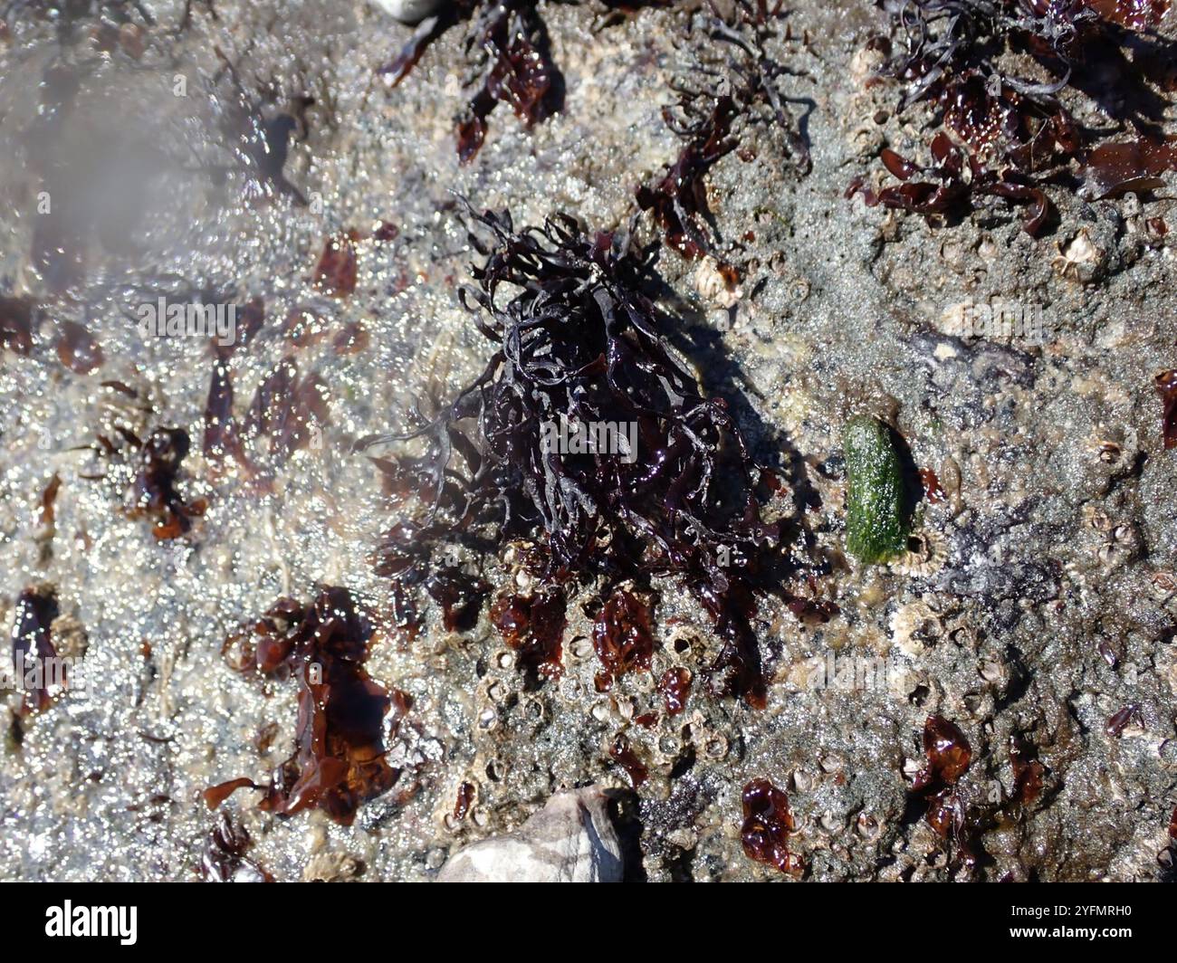 encrusting red algae (Mastocarpus Stock Photo - Alamy