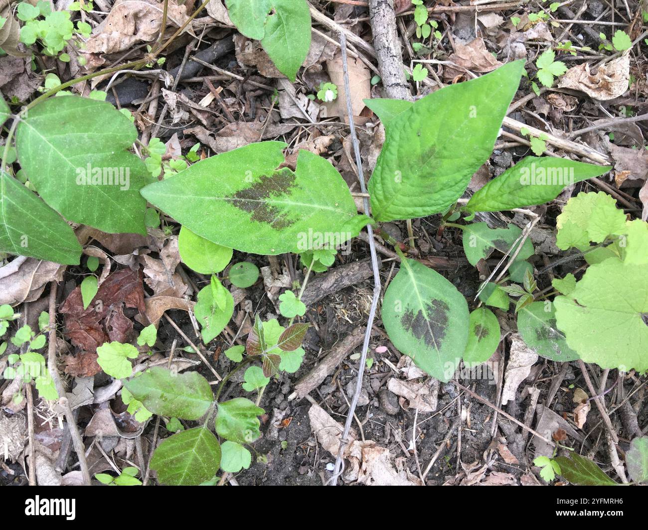 American jumpseed (Persicaria virginiana Stock Photo - Alamy