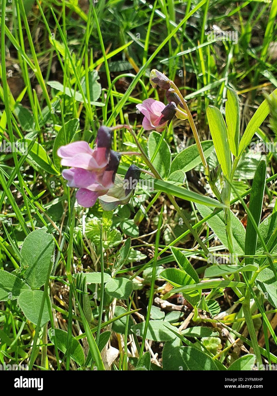 Bitter vetch lathyrus linifolius hi-res stock photography and images ...