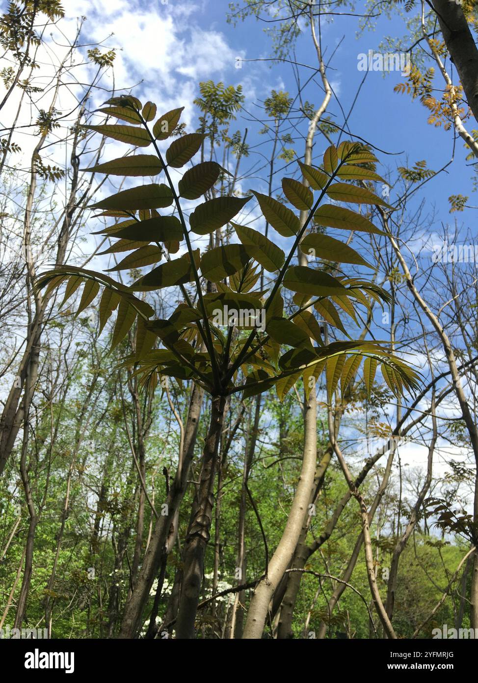 Tun tree (Toona sinensis Stock Photo - Alamy