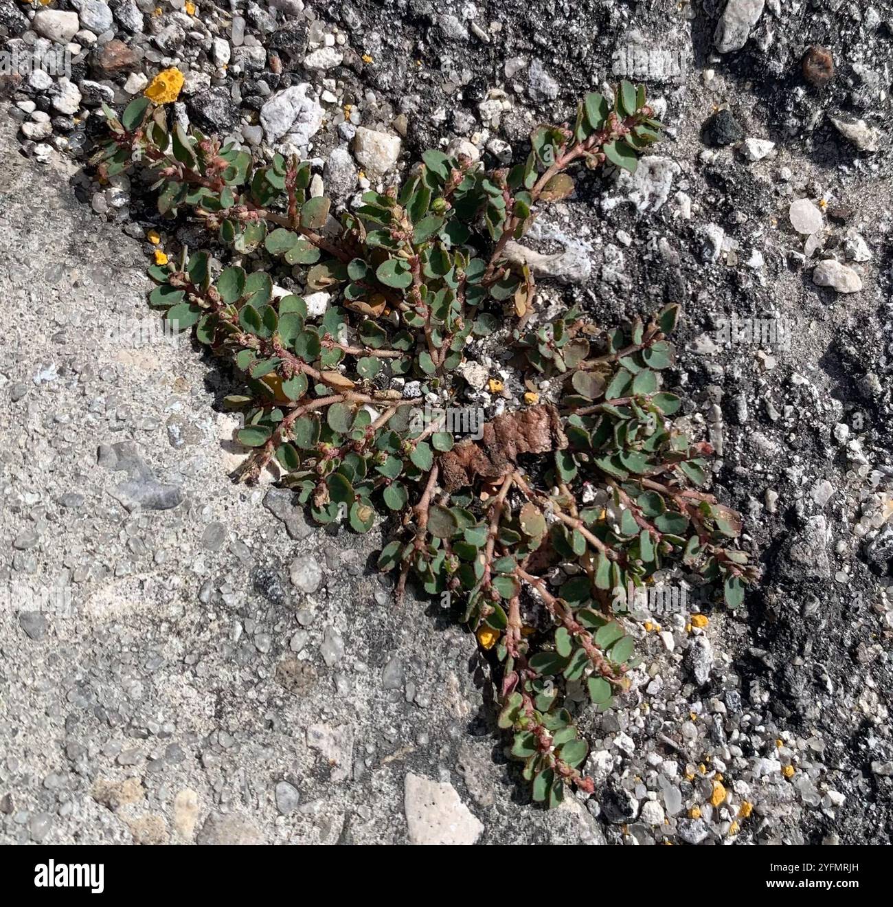 prostrate sandmat (Euphorbia prostrata Stock Photo - Alamy