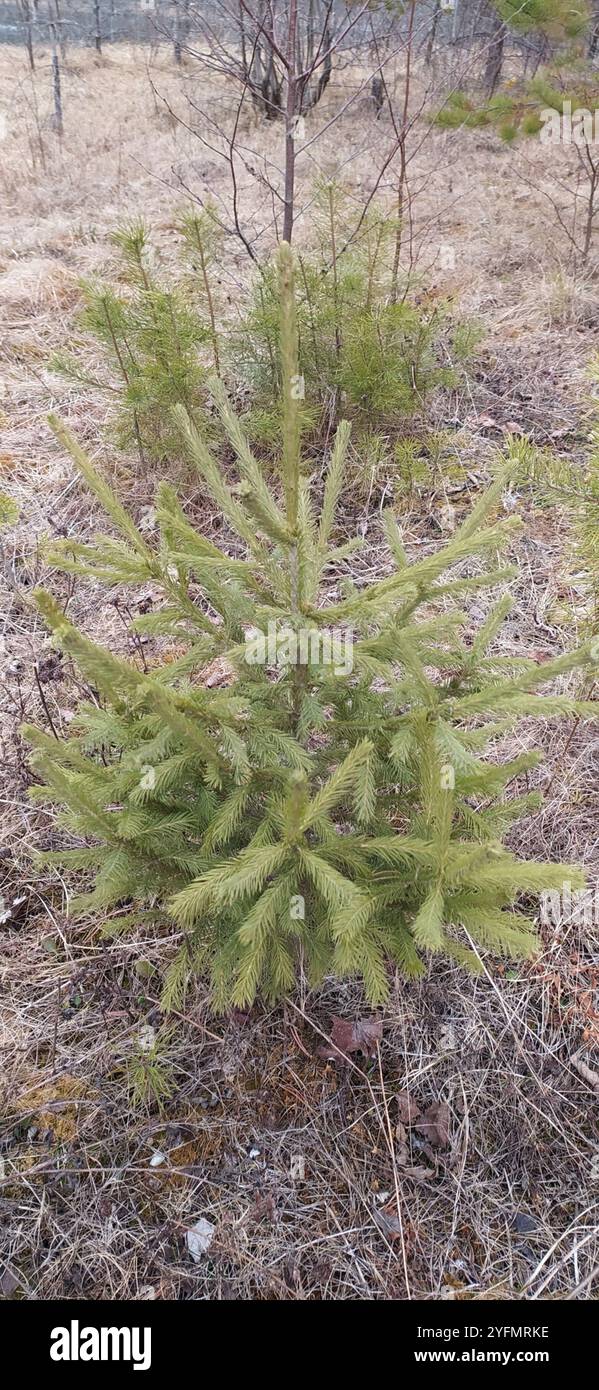Siberian spruce (Picea obovata Stock Photo - Alamy