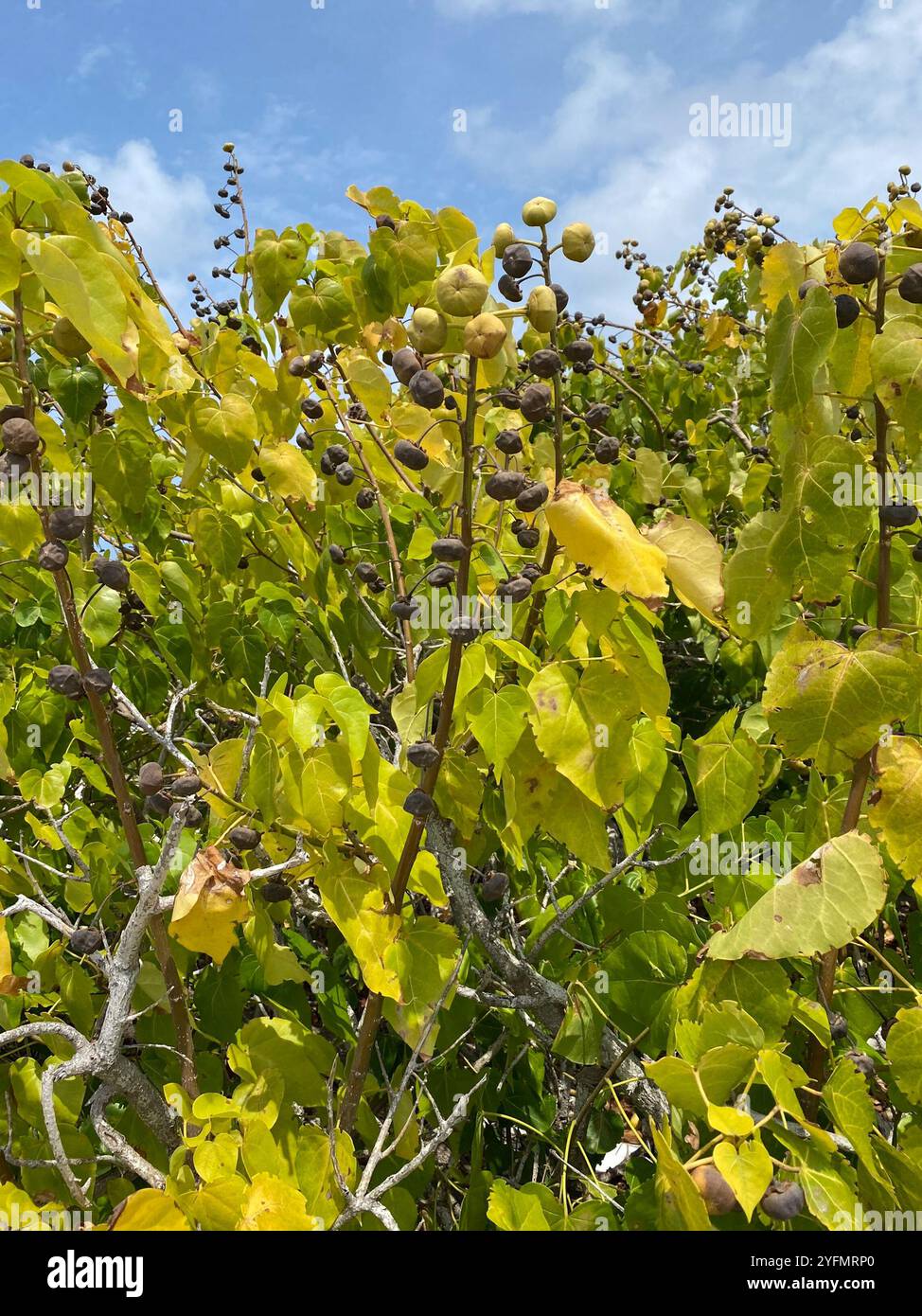 Portia tree (Thespesia populnea Stock Photo - Alamy