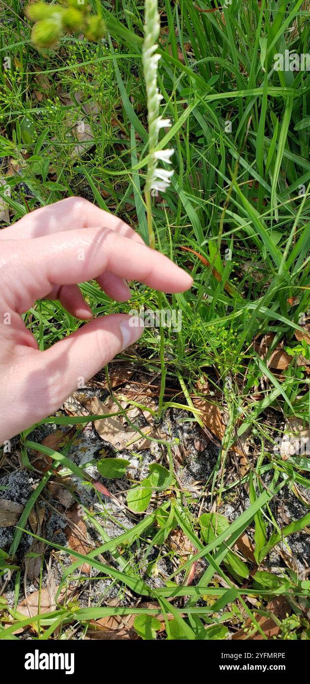 Spring Ladies' Tresses (Spiranthes vernalis Stock Photo - Alamy