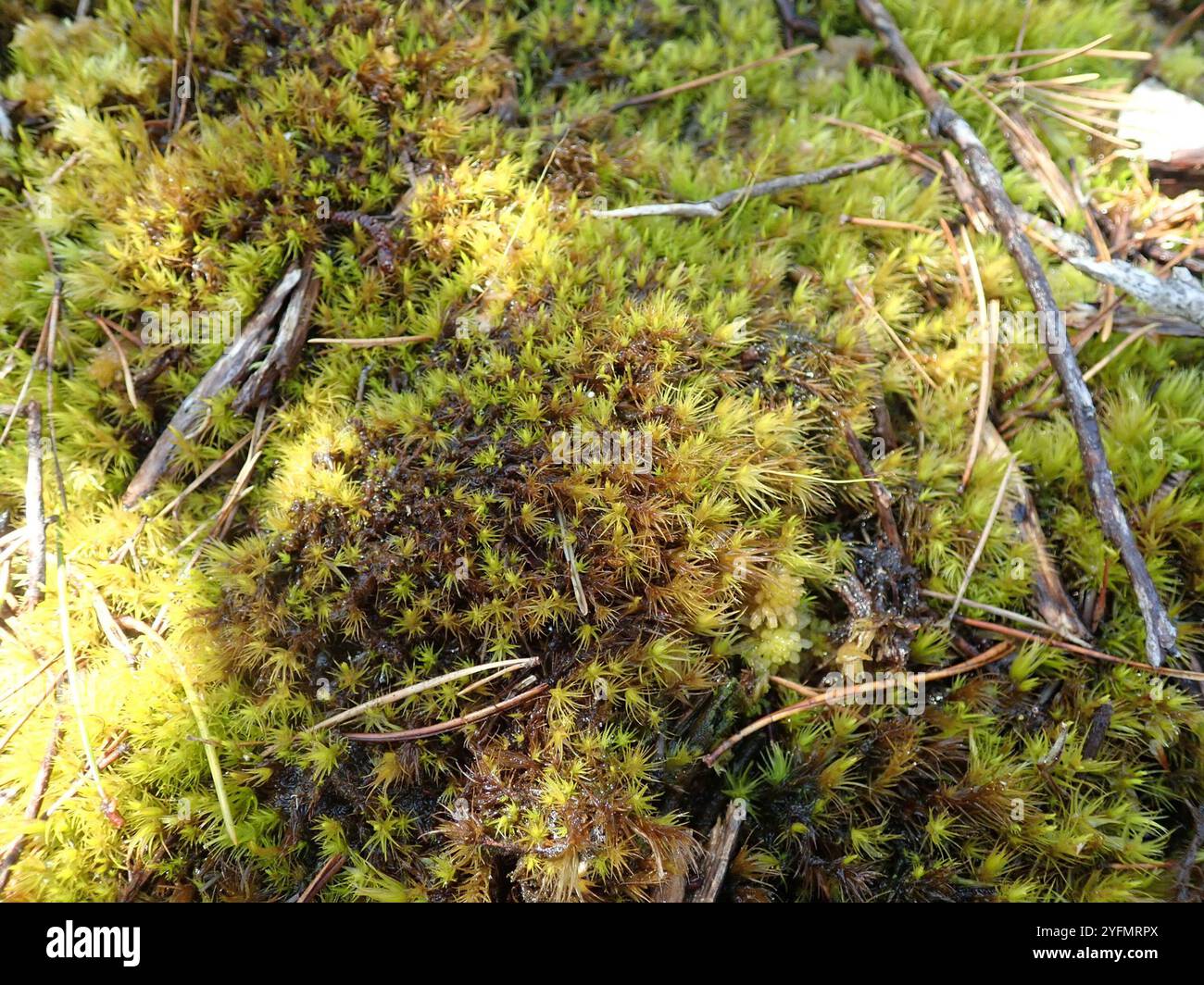 Dicranum bonjeanii hi-res stock photography and images - Alamy