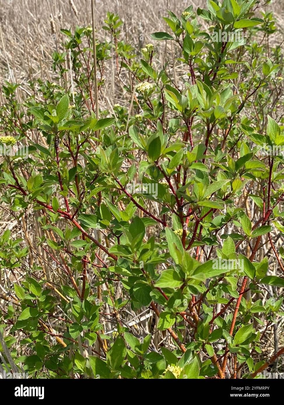 red osier dogwood (Cornus sericea Stock Photo - Alamy