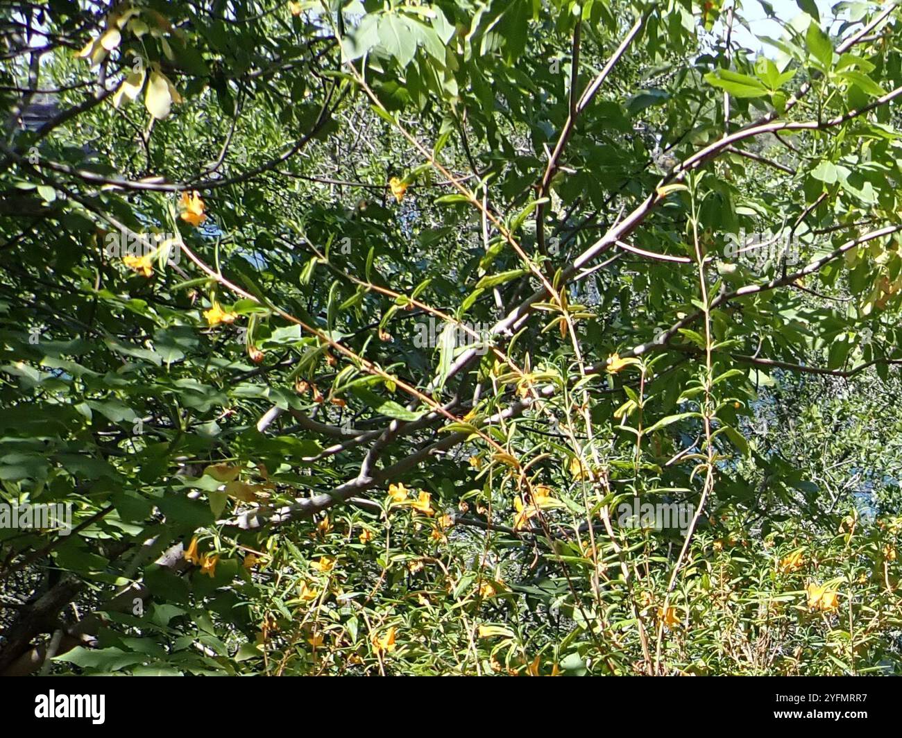 orange bush monkeyflower (Diplacus aurantiacus Stock Photo - Alamy
