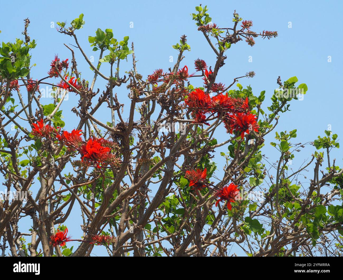 Indian coral tree (Erythrina variegata Stock Photo - Alamy