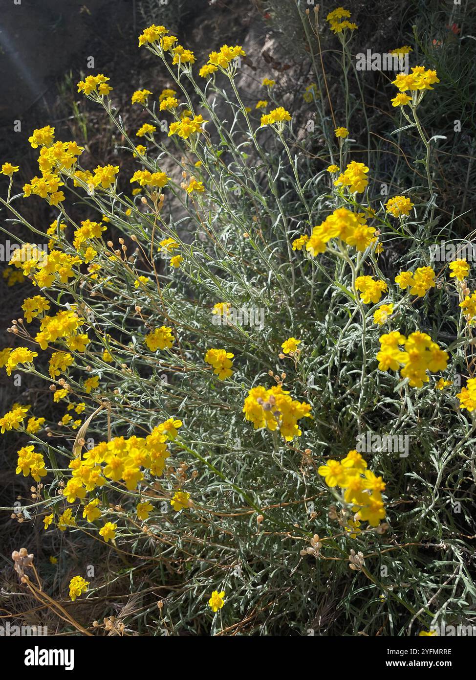 Golden Yarrow (Eriophyllum confertiflorum Stock Photo - Alamy