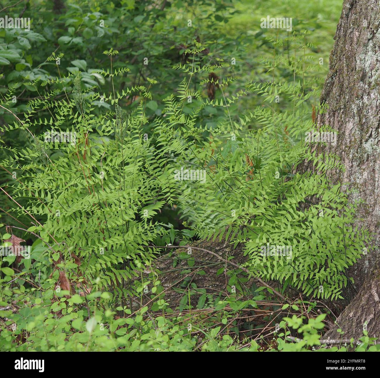 American royal fern hi-res stock photography and images - Alamy