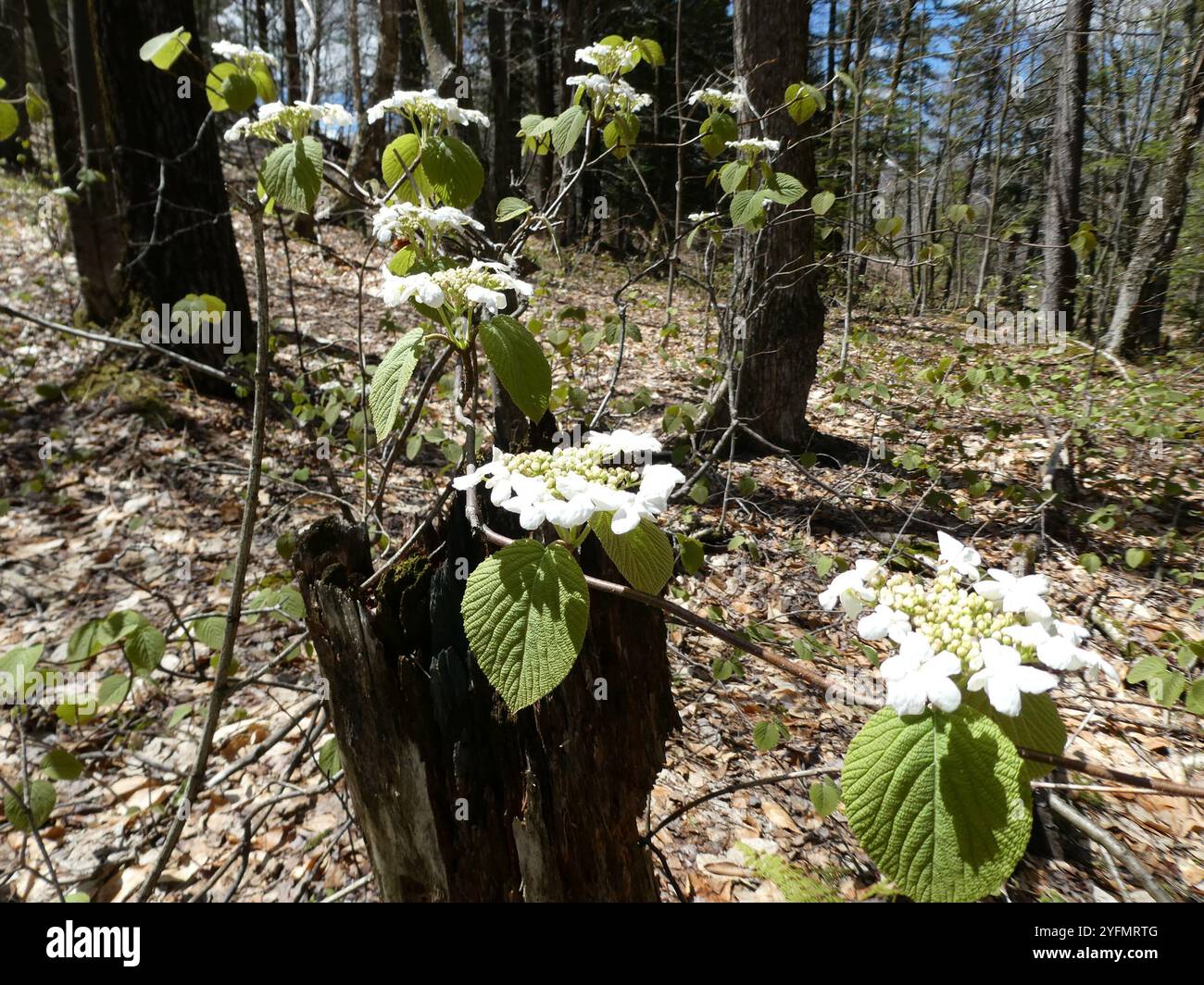 hobblebush (Viburnum lantanoides Stock Photo - Alamy