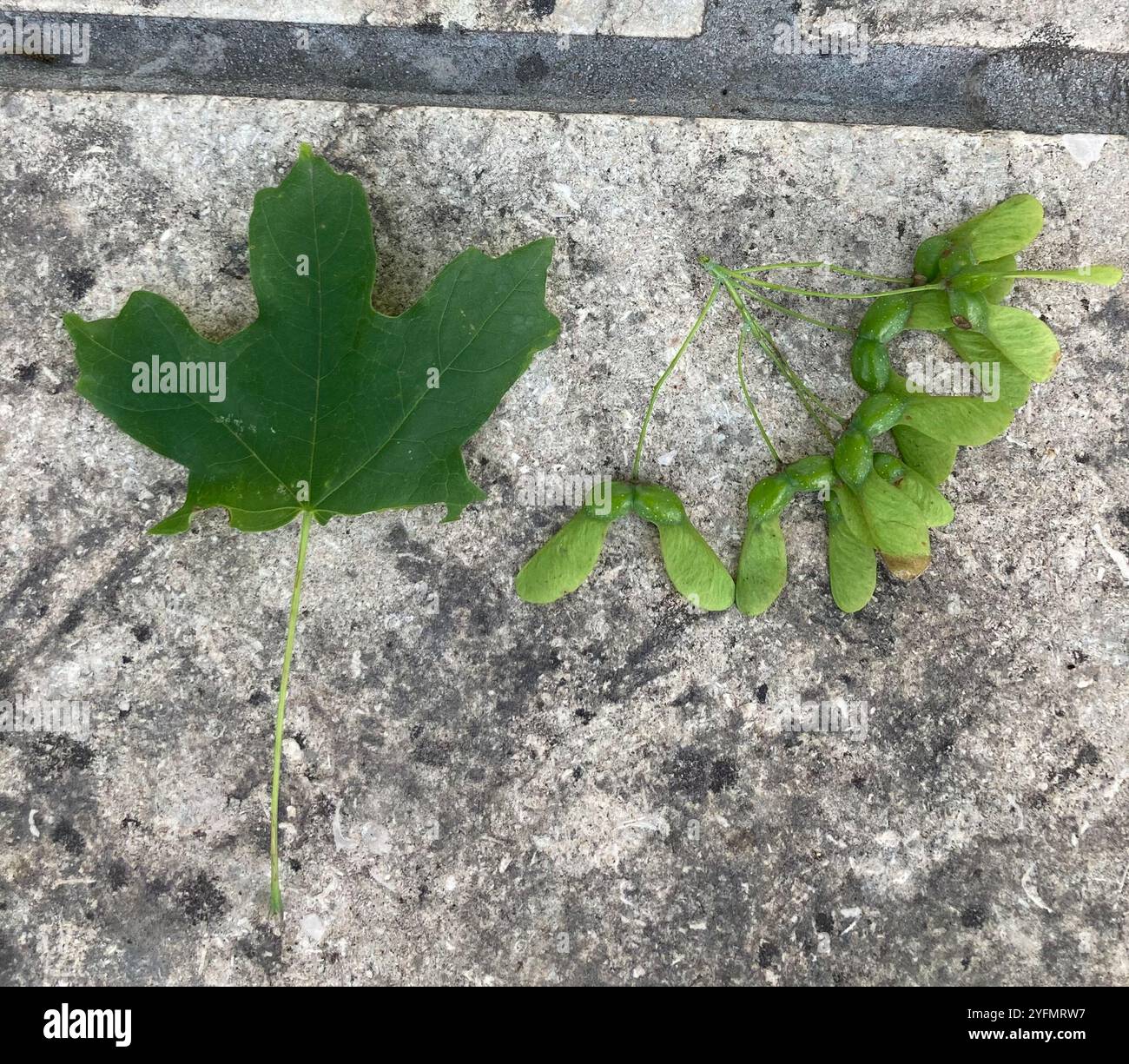 bigtooth maple (Acer grandidentatum Stock Photo - Alamy