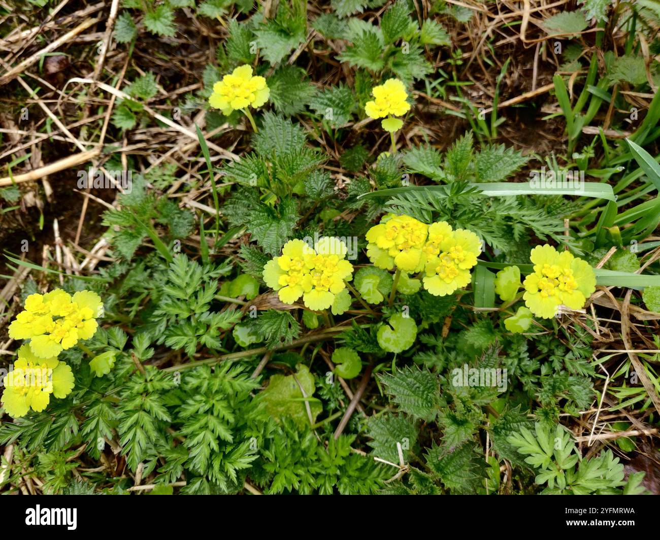 Alternate-leaved Golden Saxifrage (Chrysosplenium alternifolium Stock ...