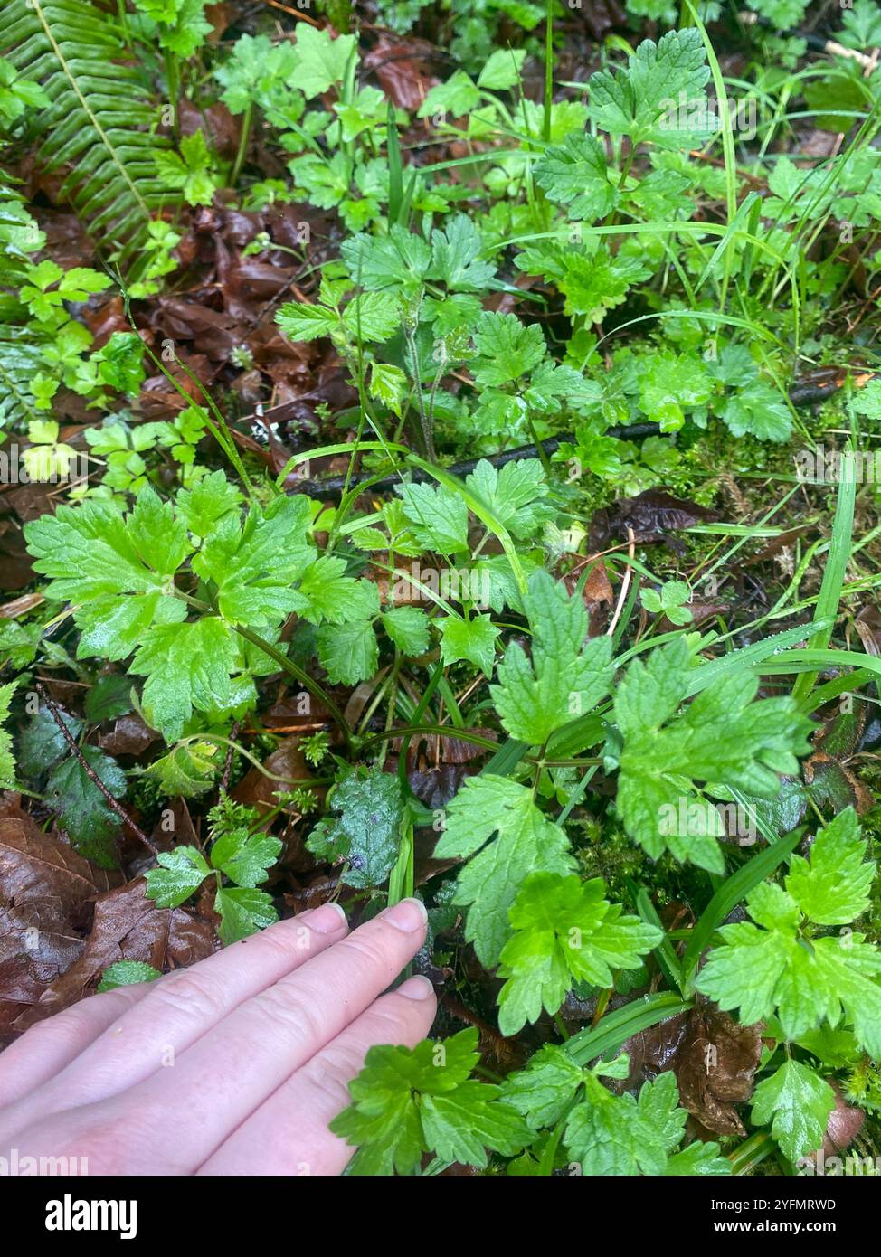 Creeping buttercup (Ranunculus repens Stock Photo - Alamy