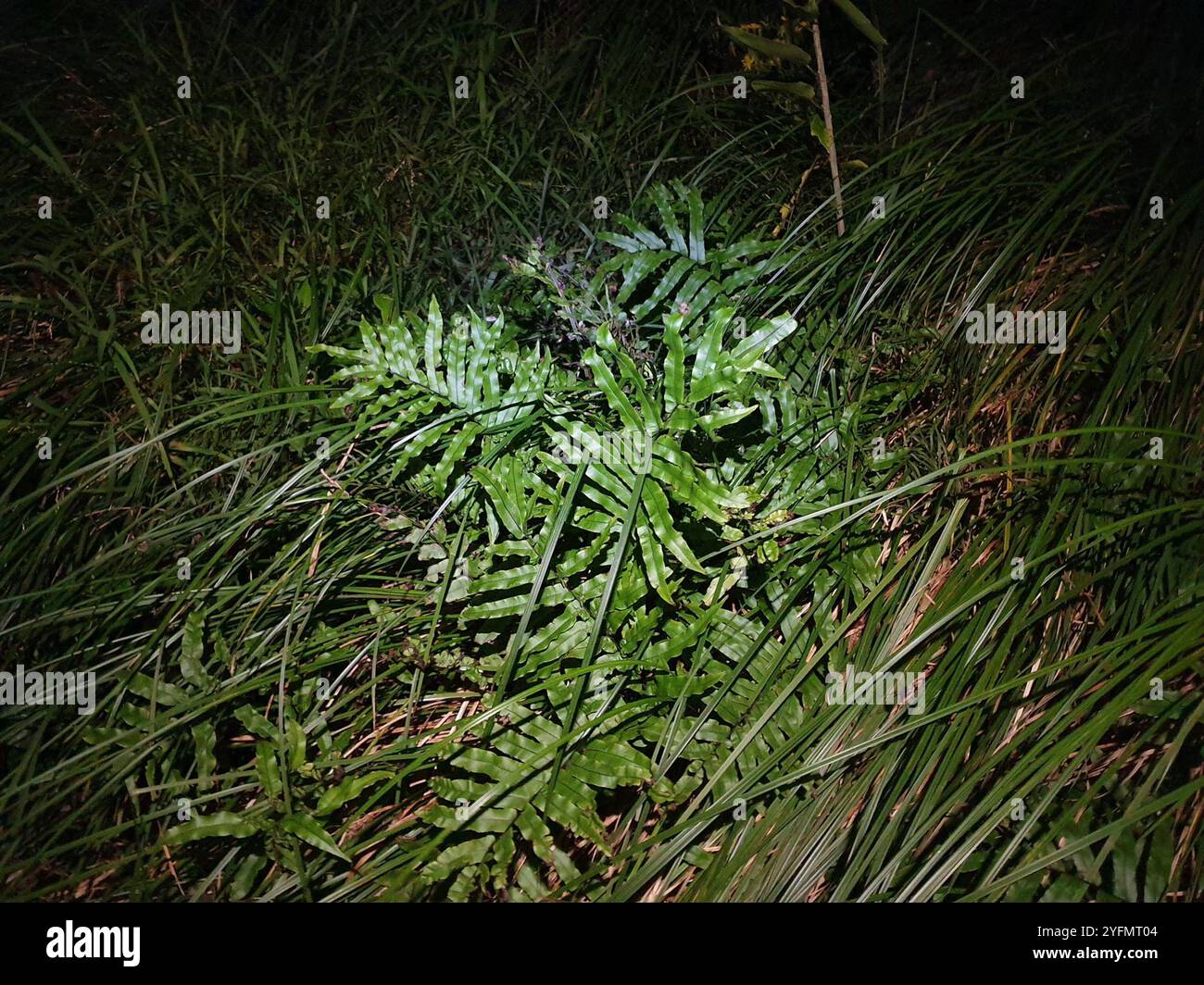 Tree Nettle (Urtica ferox Stock Photo - Alamy