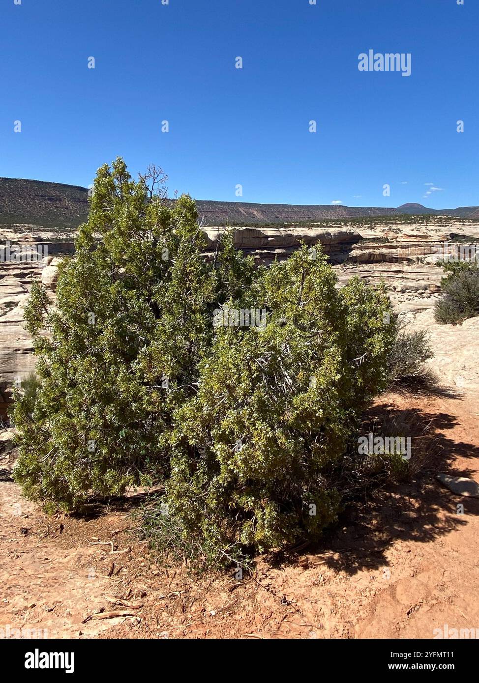 Utah Juniper (Juniperus osteosperma Stock Photo - Alamy