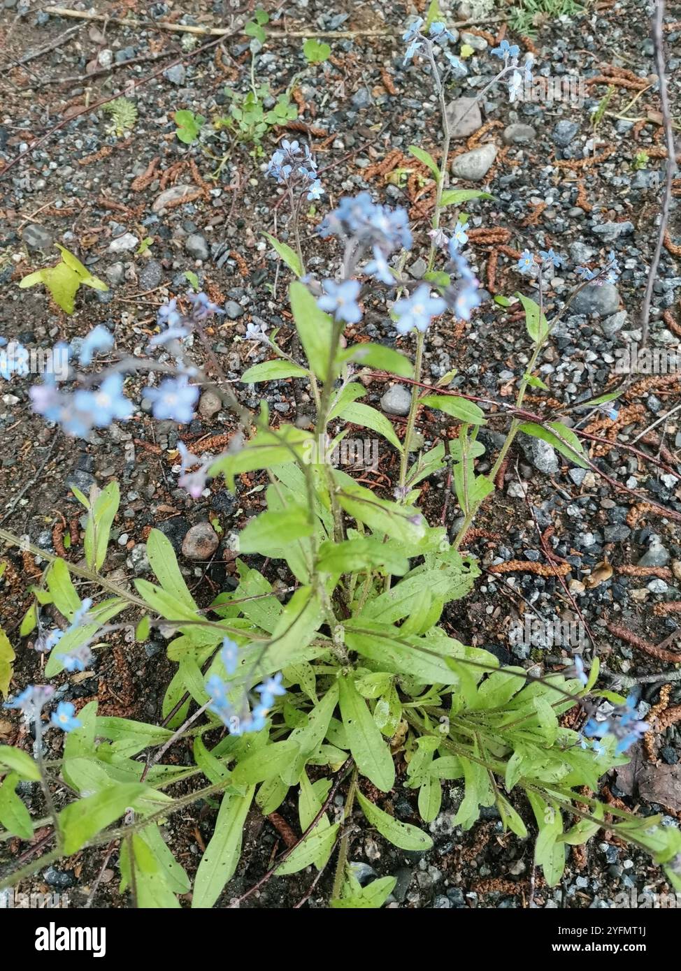 Wood Forget-me-not (Myosotis sylvatica Stock Photo - Alamy