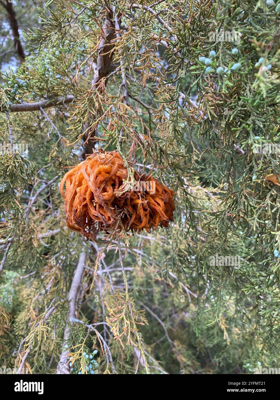 juniper-apple rust (Gymnosporangium juniperi-virginianae Stock Photo ...