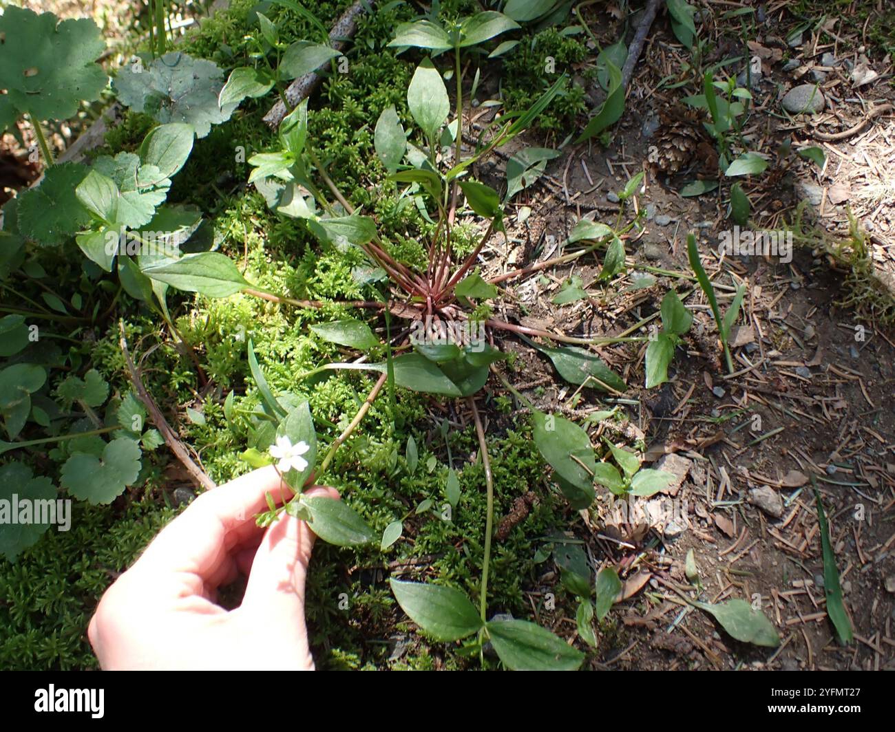 Candy Flower (Claytonia sibirica Stock Photo - Alamy