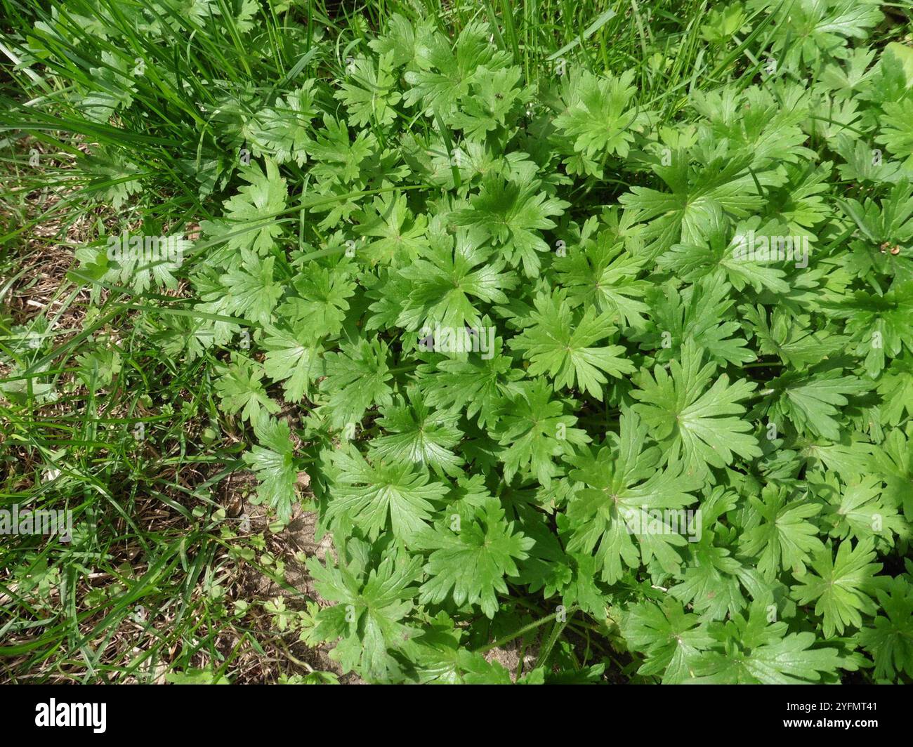 Siberian Crane's-bill (Geranium sibiricum Stock Photo - Alamy